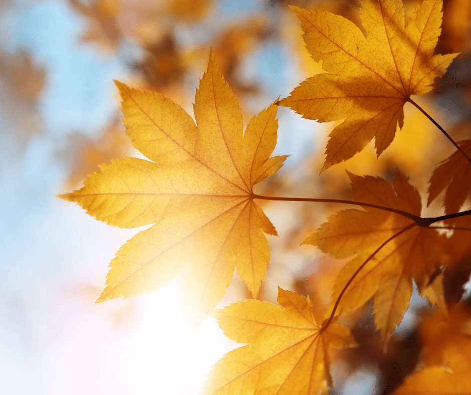 10 Favourite Autumn Activities in Gibsons - Touchstone at Gospel Rock